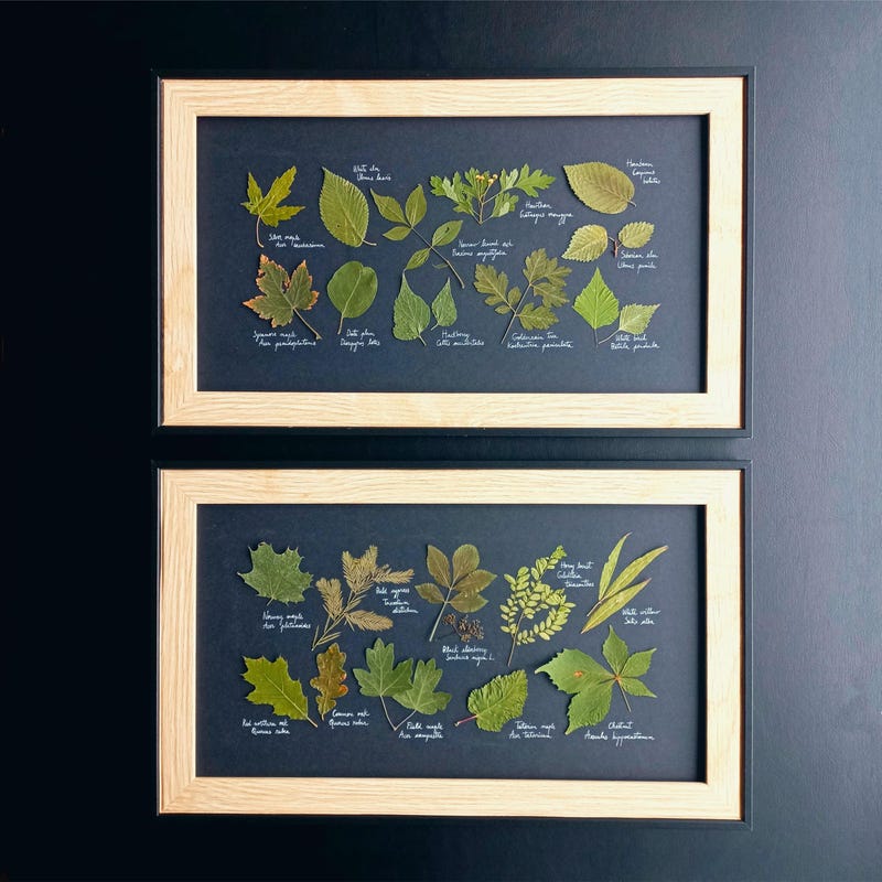 Herbarium Frame - Etsy