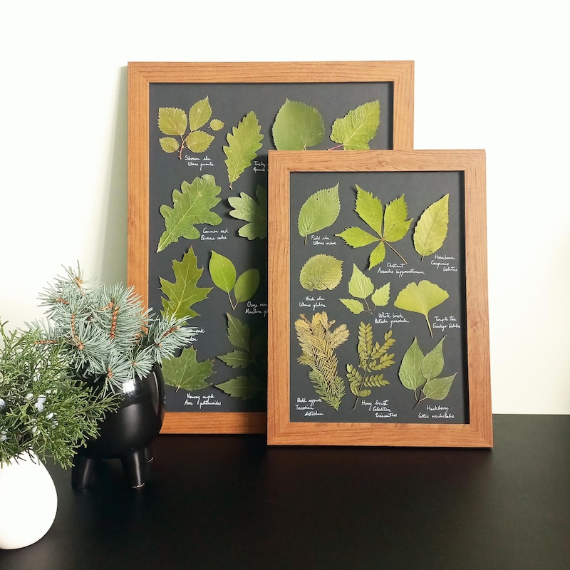 Herbarium Frame - Etsy
