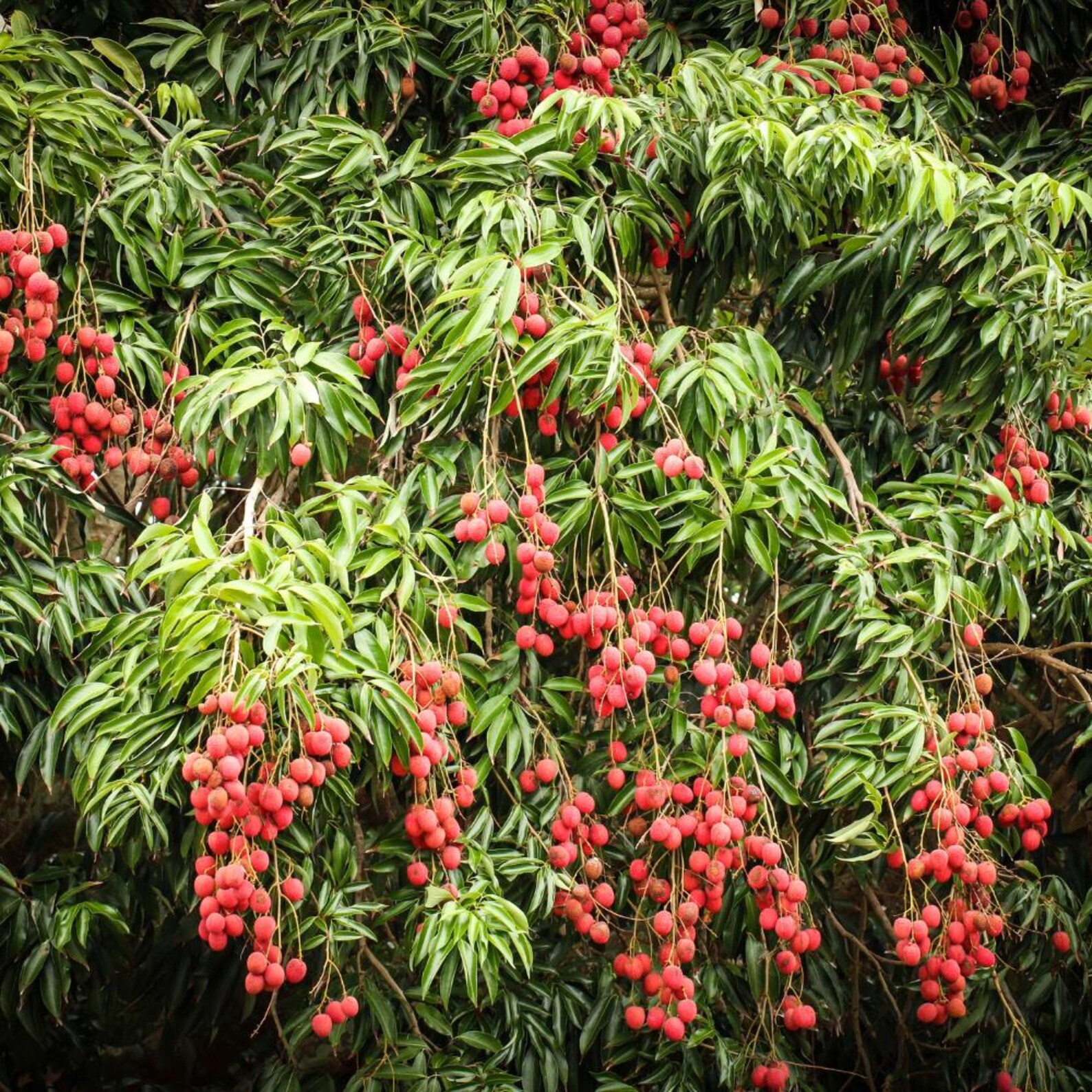 Live Lychee Tree, Tropical Fruit Seedling, 10-12" Tall, Half Gal Pot - Etsy