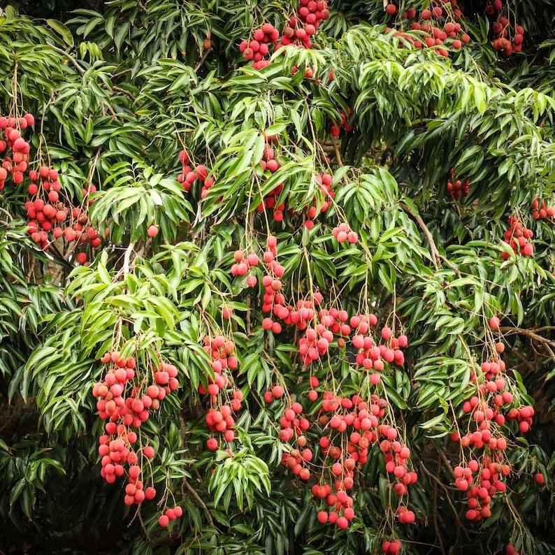 Live Lychee Tree, Tropical Fruit Seedling, 10-12" Tall, Half Gal Pot - Etsy