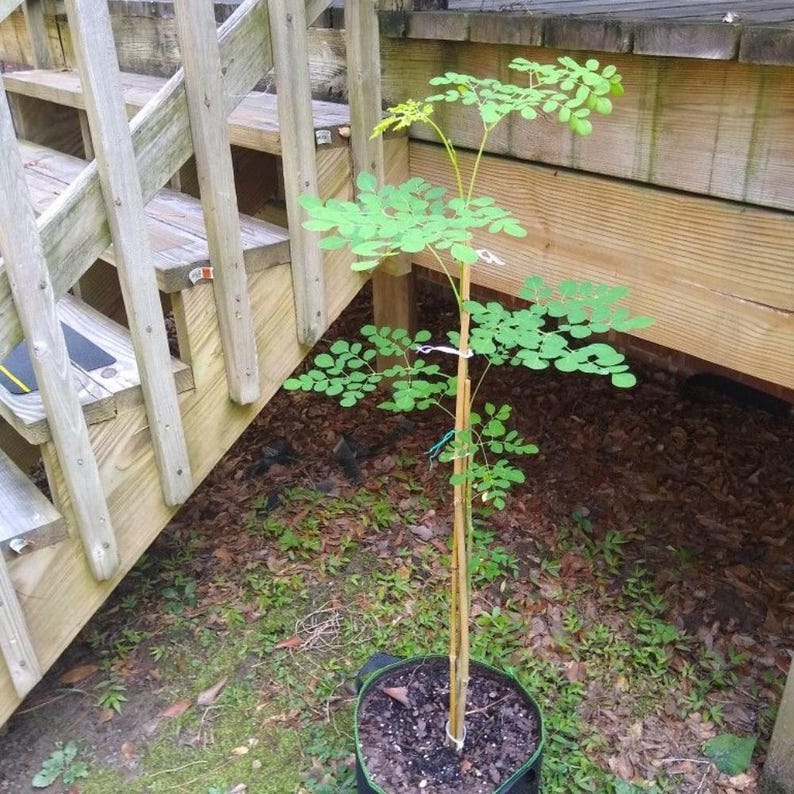 Dwarf Moringa Oleifera Tree, Drumstick Tree, Live Plant in Half Gal Pot ...