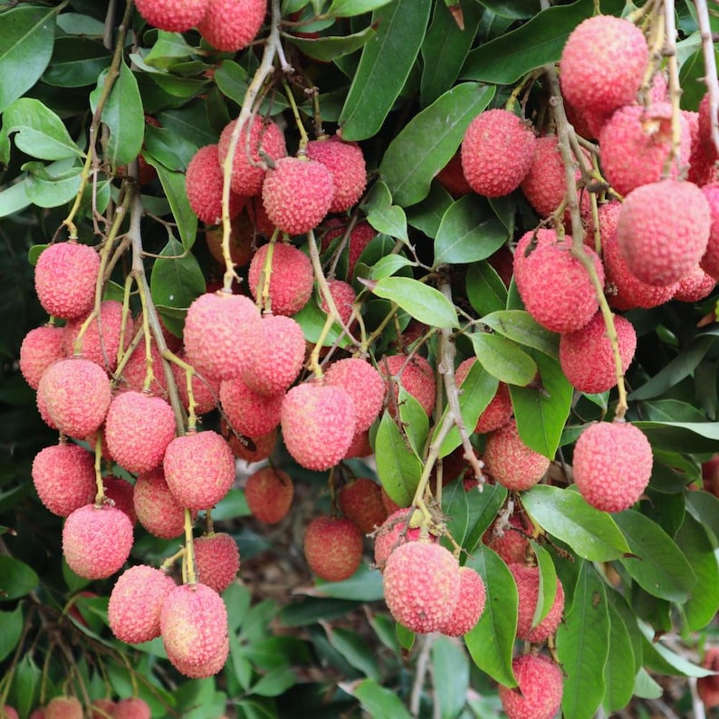 Live Lychee Tree, Tropical Fruit Seedling, 10-12" Tall - Etsy