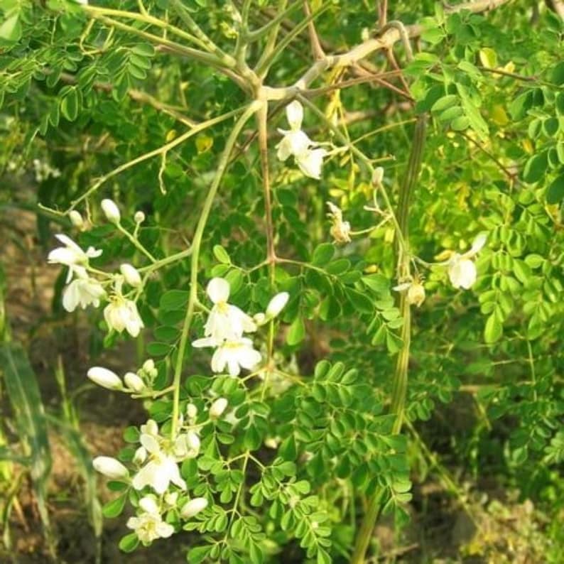Dwarf Moringa Oleifera Tree, Drumstick Tree, Live Plant in 4 Inches Pot ...