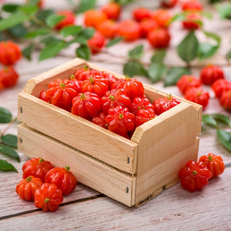 Cherry Surinam Tree Live Plant in 4" Pot, From 5 -8 Inc Tall, Edible ...