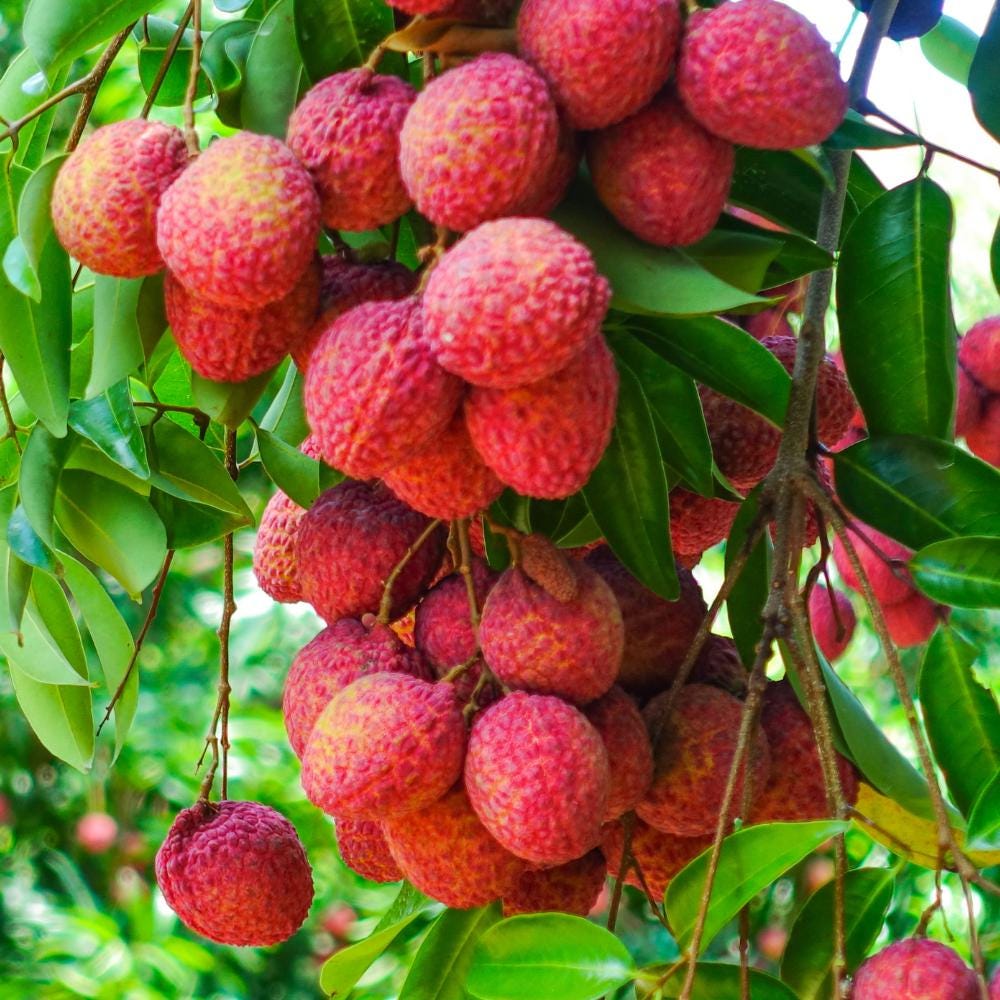 Live Lychee Tree, Tropical Fruit Seedling, 10-12" Tall, Half Gal Pot - Etsy