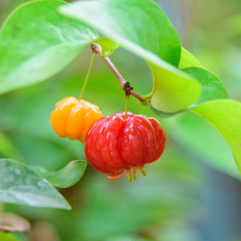Cherry Surinam Tree Live Plant in 4" Pot, From 5 -8 Inc Tall, Edible ...