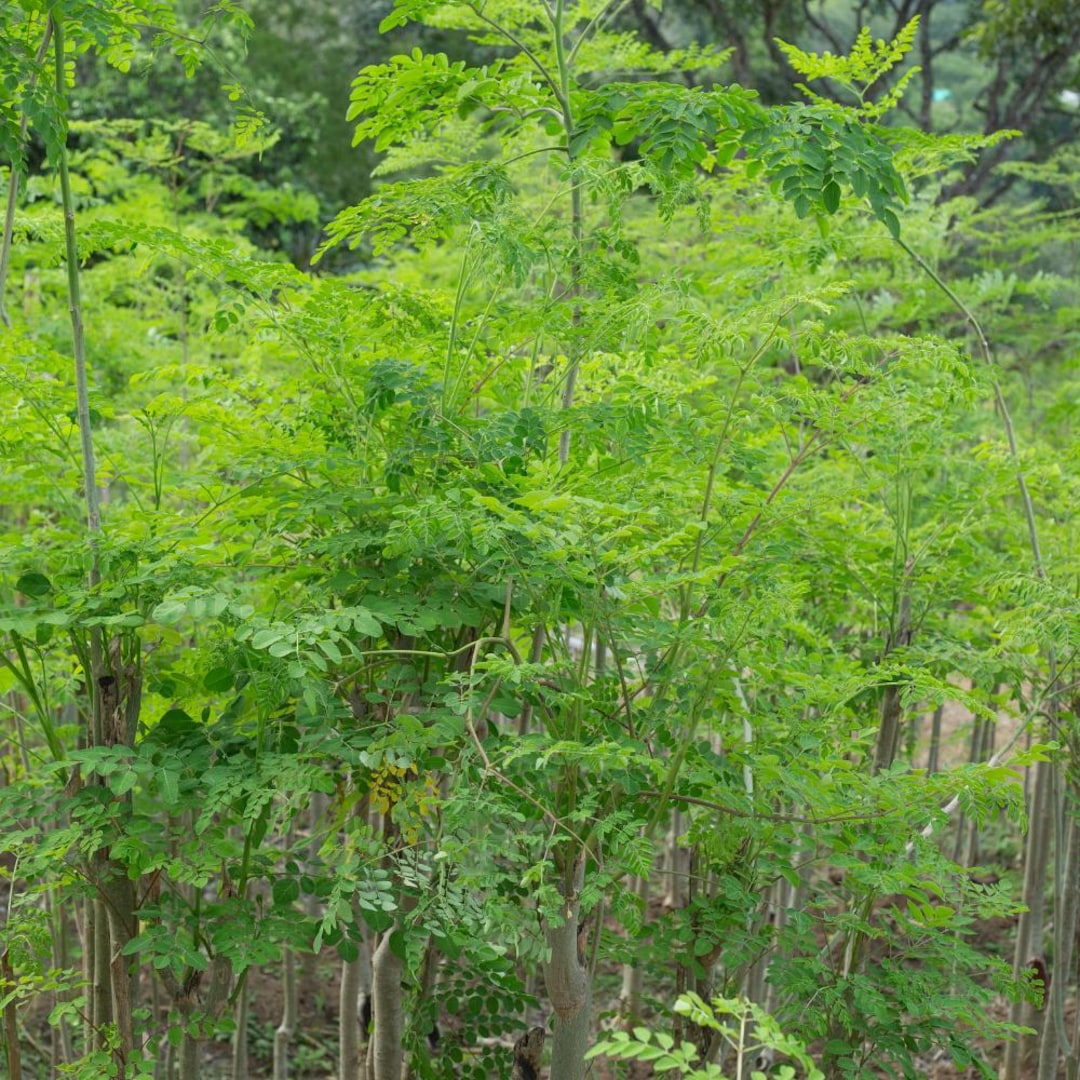 Dwarf Moringa Oleifera Tree, Drumstick Tree, Live Plant in 4 Inches Pot ...