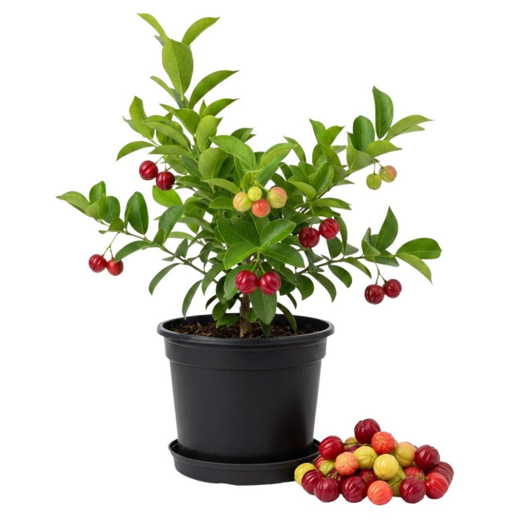 Cherry Surinam Tree Live Plant in 4" Pot, From 5 -8 Inc Tall, Edible ...