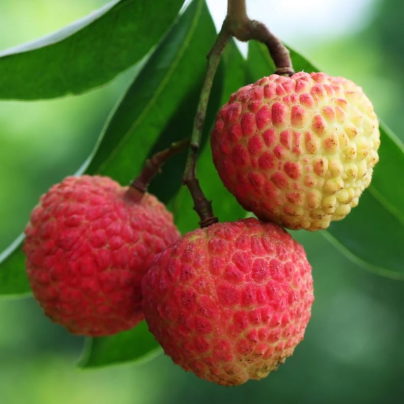 Live Lychee Tree, Tropical Fruit Seedling, 10-12" Tall, Half Gal Pot - Etsy