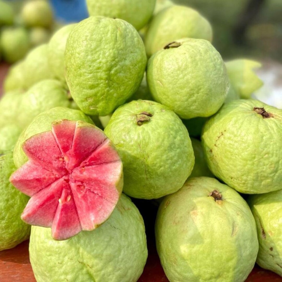 Pink Guava Tree Live Plant, 6-8 Inches Tall, Sweet Tropical Fruit in 4 ...