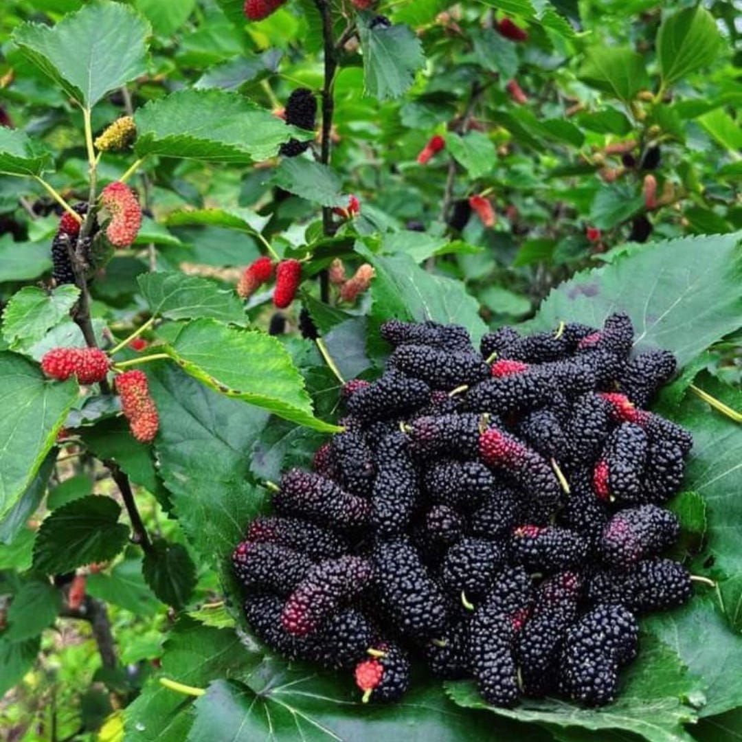 Pakistan Mulberry Tree Live Plant in Half Gal Pot, Sweet Fruit Trees ...