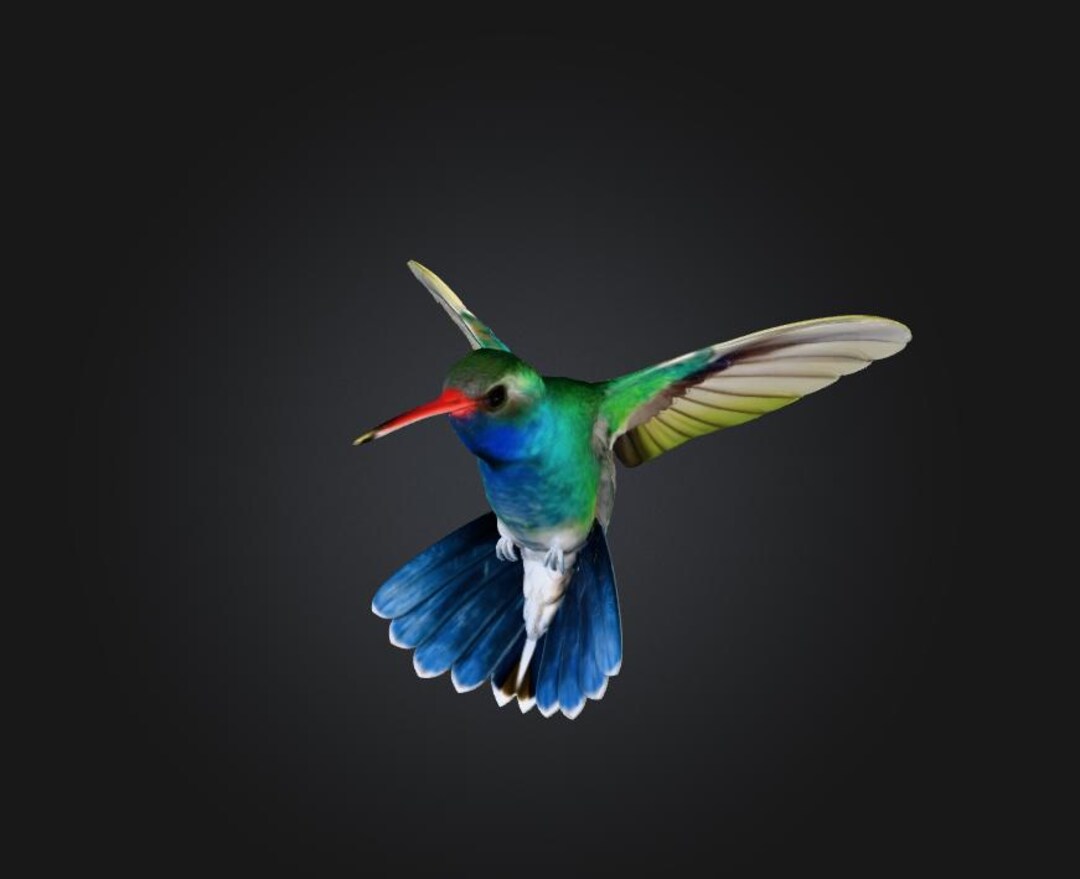 Humming Bird STL + FBX File for 3D Printing – Resin/filament Printable ...