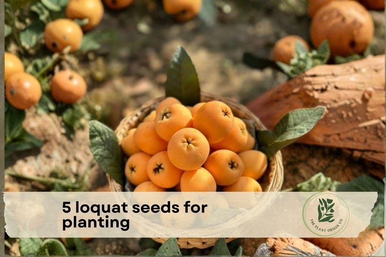 5 Loquat Seeds for Planting - Etsy
