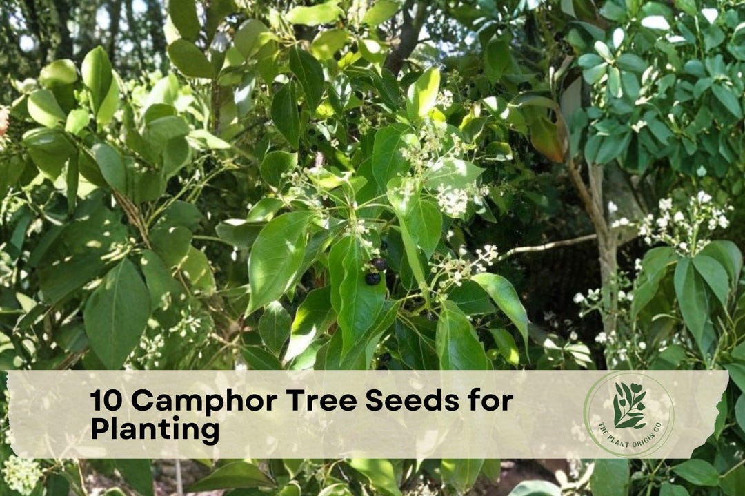 10 Camphor Tree Seeds for Planting - Etsy