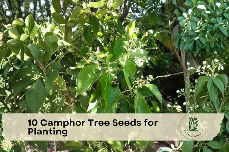10 Camphor Tree Seeds for Planting - Etsy
