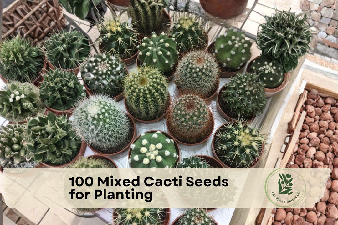100 Mixed Cacti Seeds for Planting - Etsy