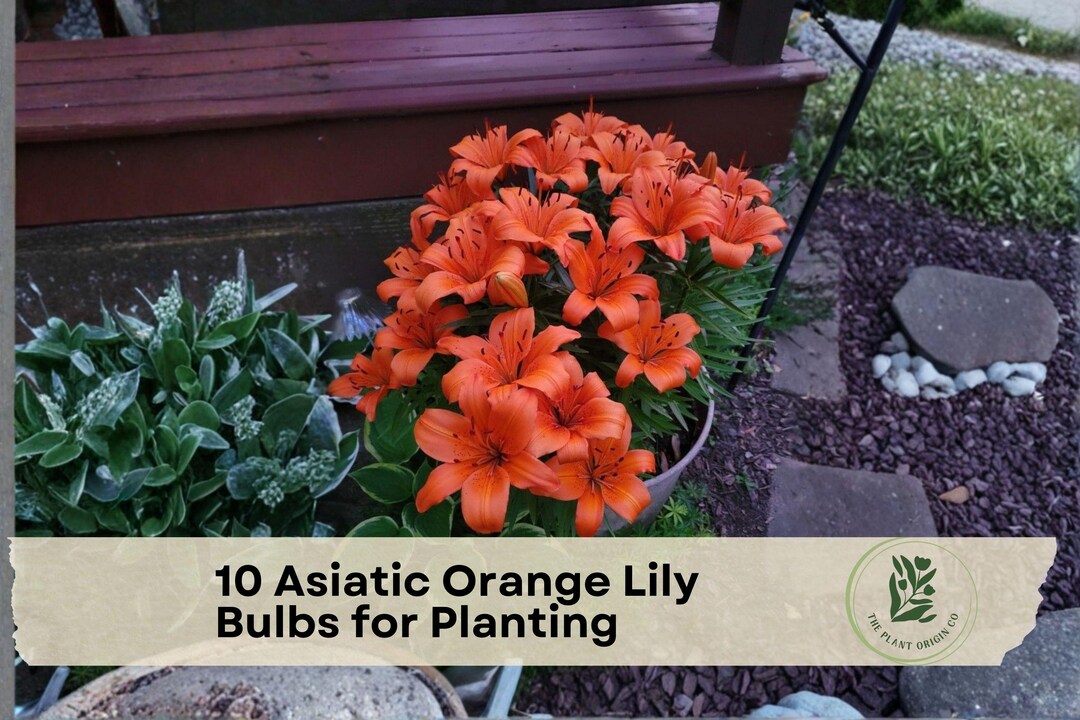 10 Asiatic Orange Lily Bulbs for Planting - Etsy