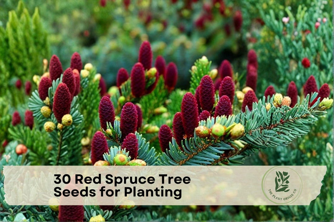 30 Red Spruce Tree Seeds for Planting - Etsy
