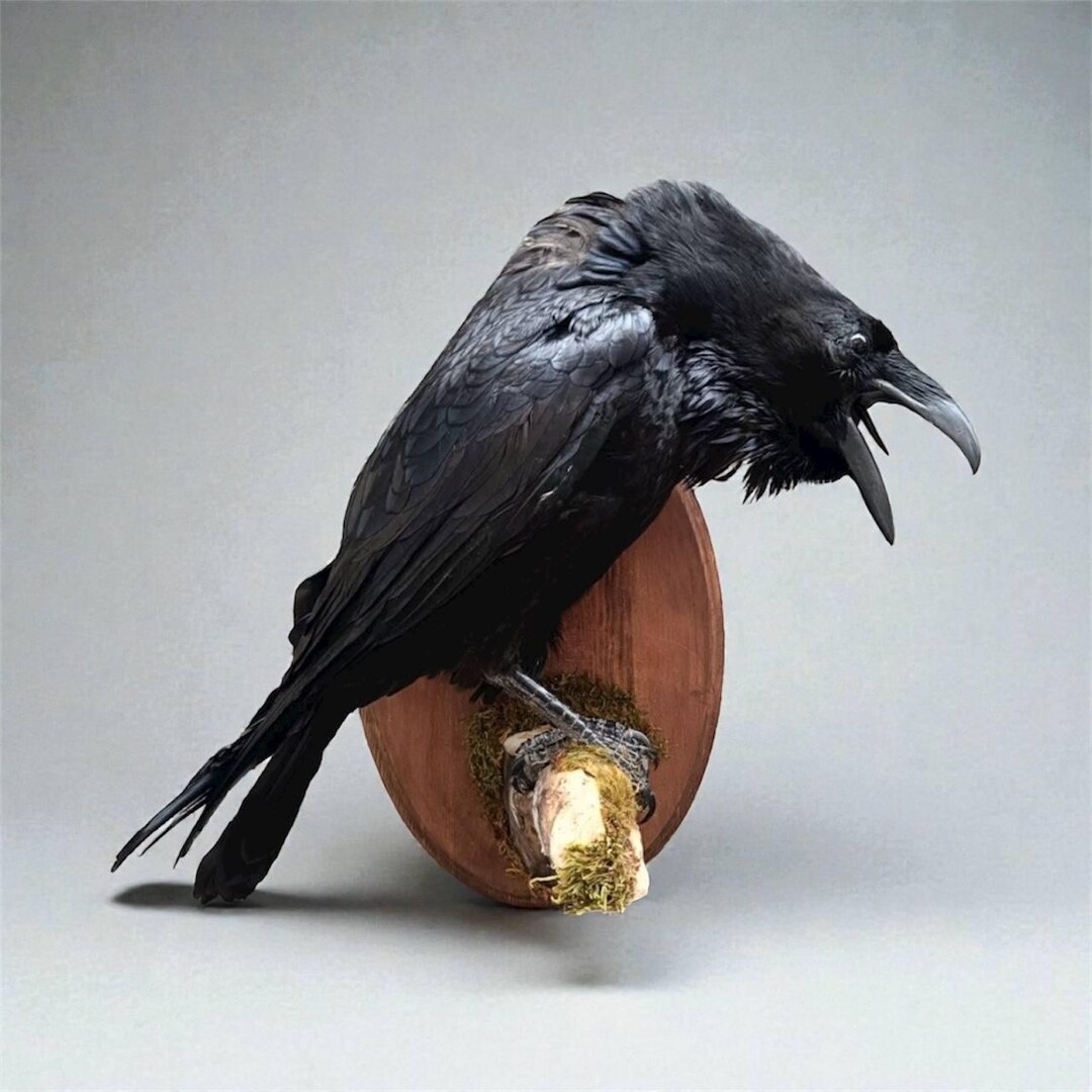 Common Raven (corvus Corax) Bird Taxidermy Wall Mount - Etsy