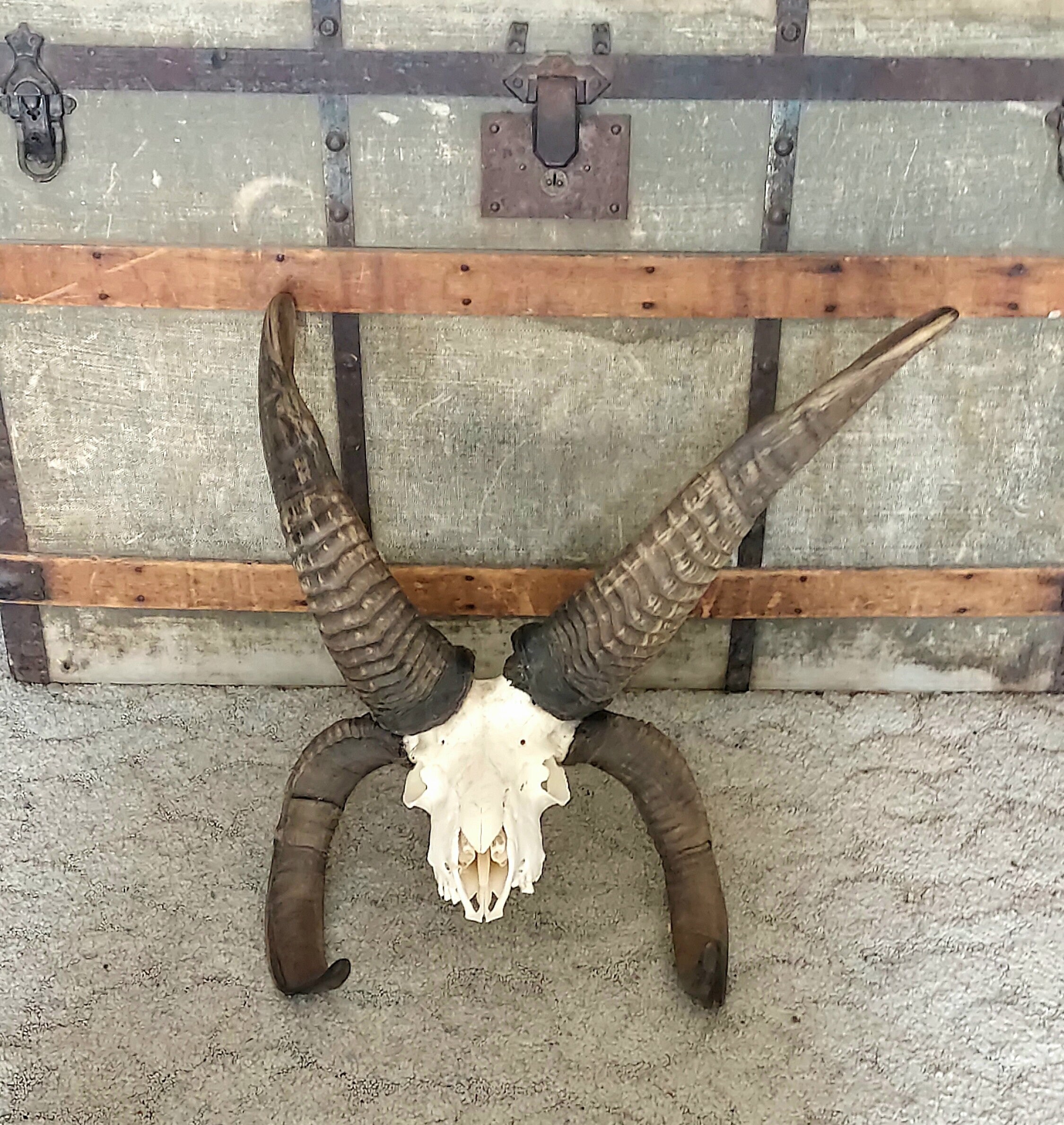 Four Horned Sheep Skull