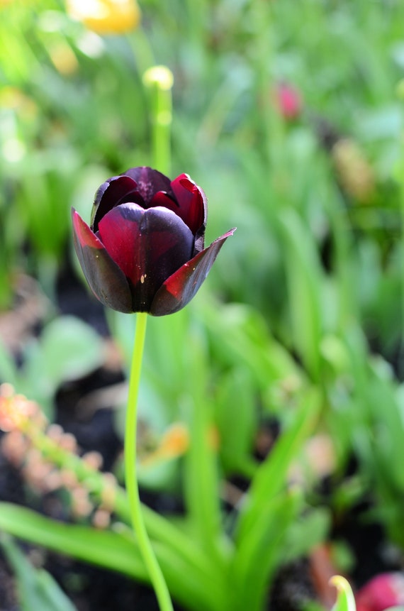 Tulips Passion Flowers Fuschia Fresh Flowers Flora Spring | Etsy