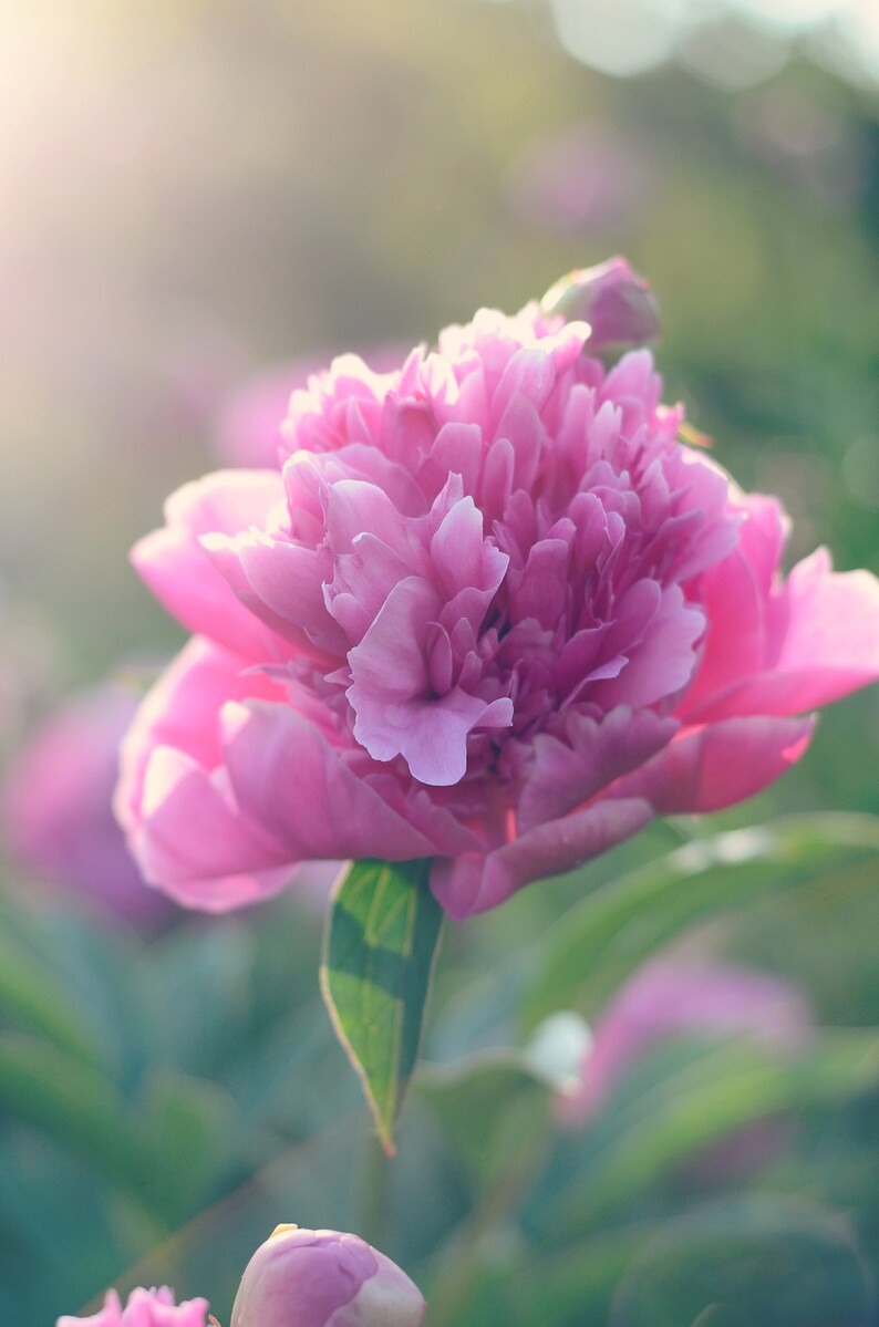 Peonies. Pink Peonies. Peony Passion. Flora Photography, Flower ...