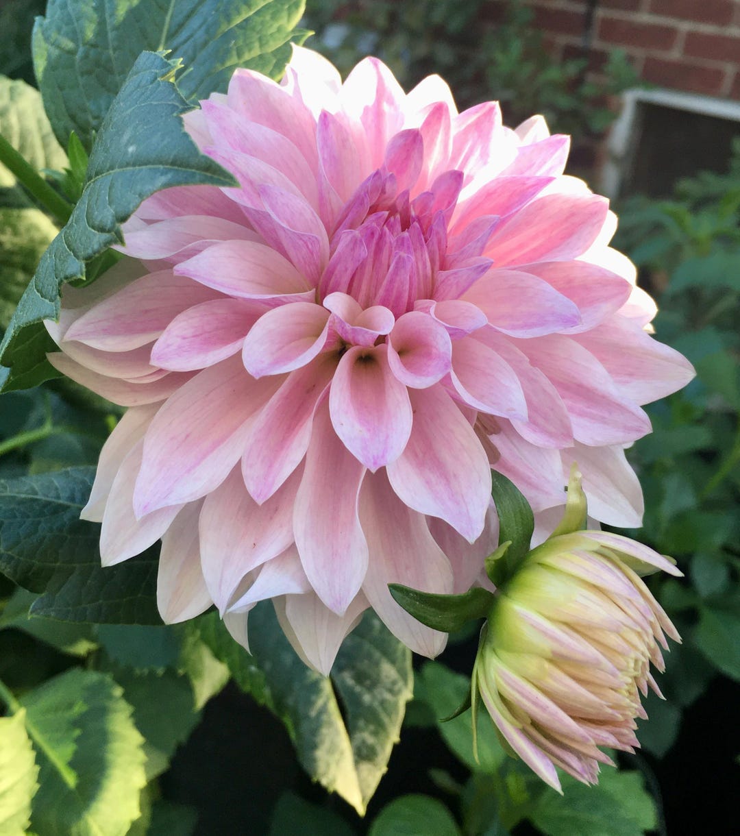 Bloomquist Compare Dahlia / Pre -order of One Well Rooted Dahlia ...