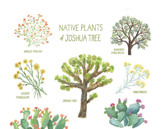 Native Plants of Joshua Tree -11x14 Print - Etsy Canada