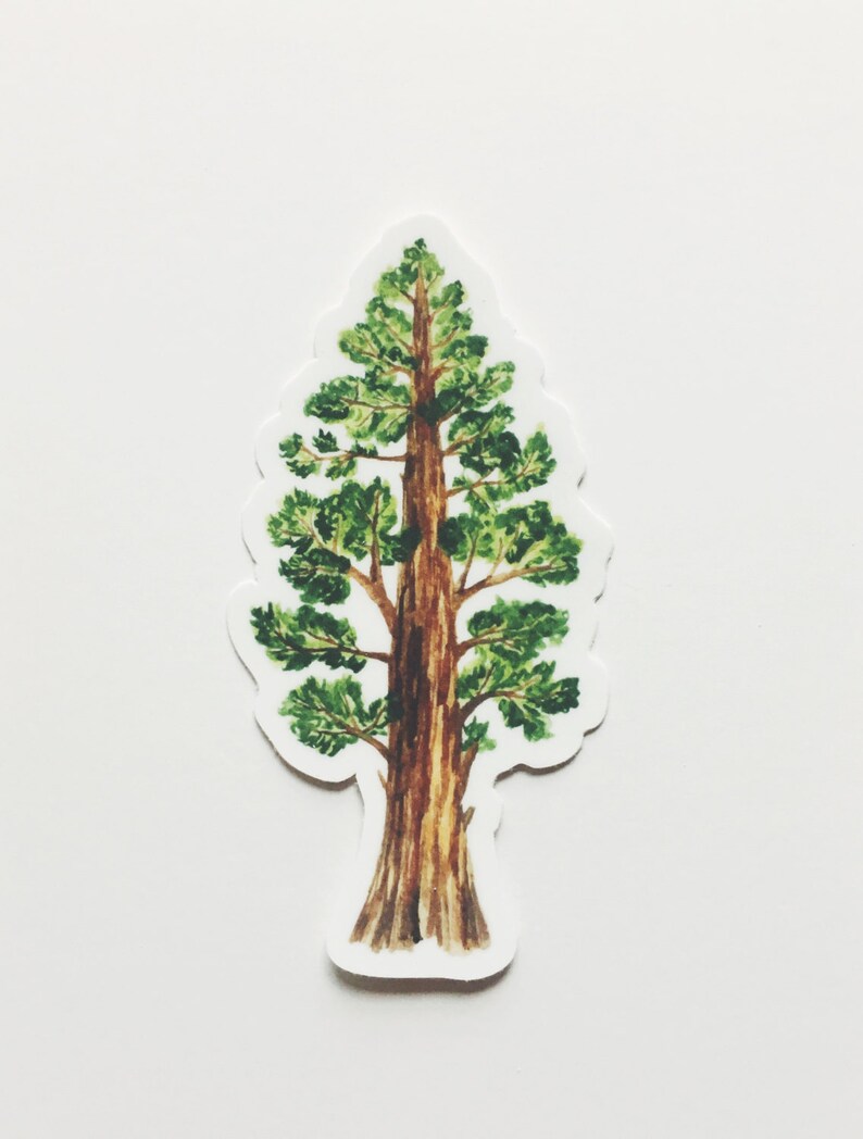 Sequoia Tree Die-cut Window Decal - Etsy