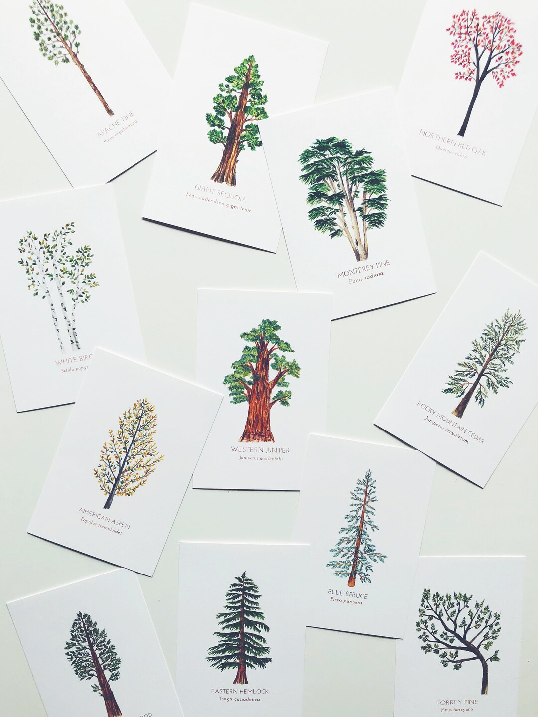 North American Trees 4x6 Postcards (12 Pack) - Etsy