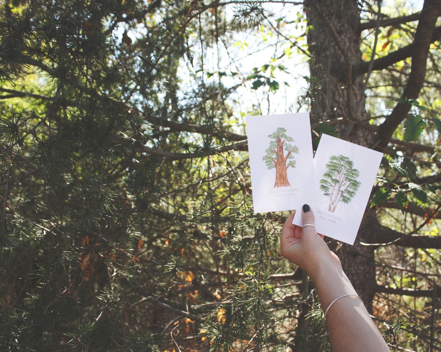 North American Trees 4x6 Postcards 12 Pack | Etsy