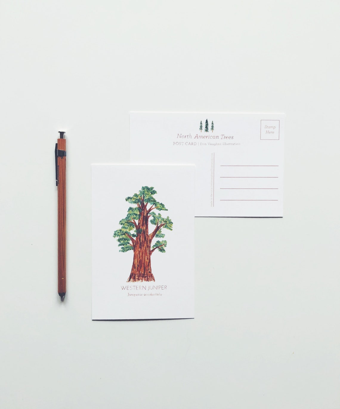 North American Trees 4x6 Postcards 12 Pack | Etsy