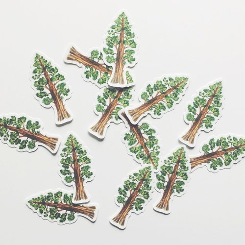 Sequoia Tree Die-cut Window Decal - Etsy