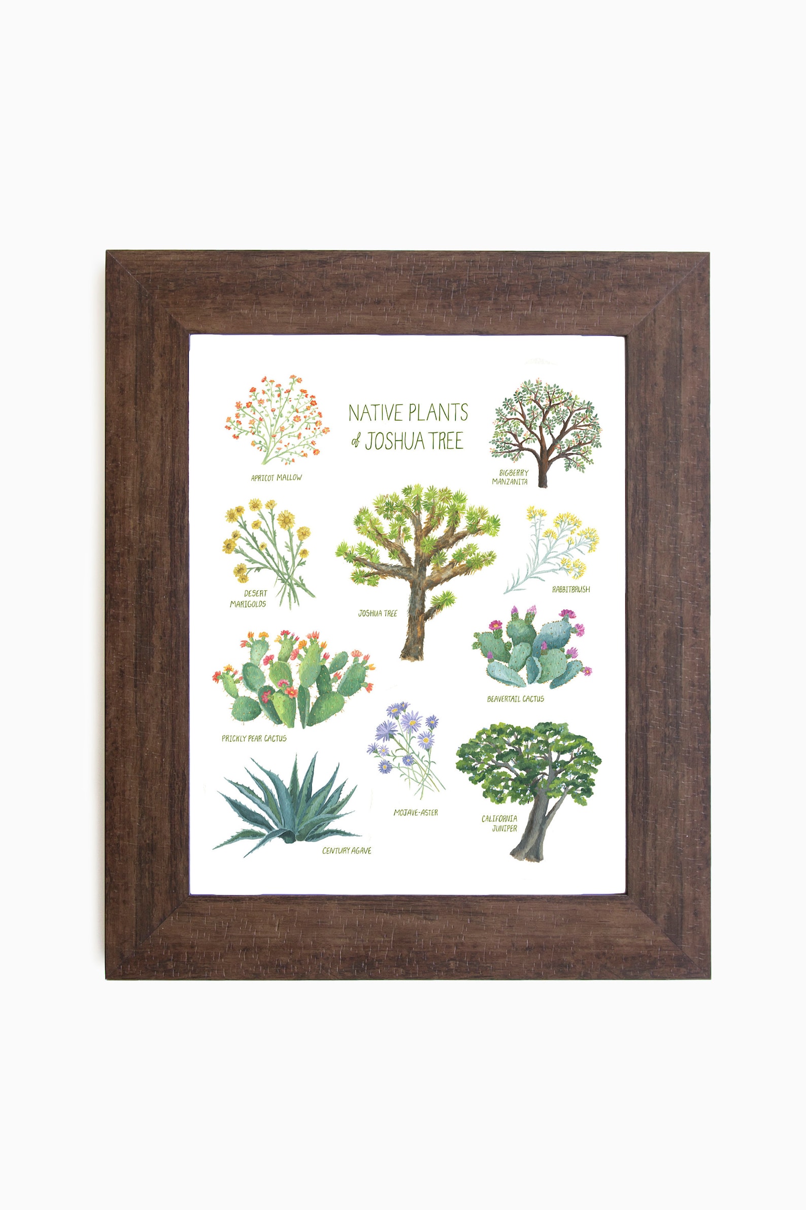 Native Plants of Joshua Tree -11x14 Print - Etsy