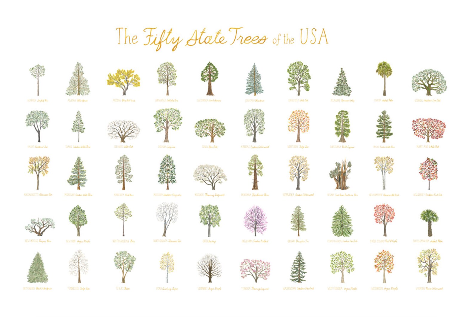 Fifty State Trees Print 12x18 Print - Etsy