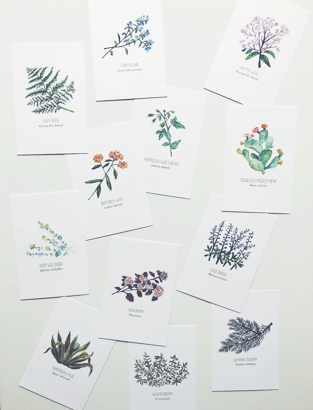 North American Plant 4x6 Postcard Pack (12 Plants) - Etsy