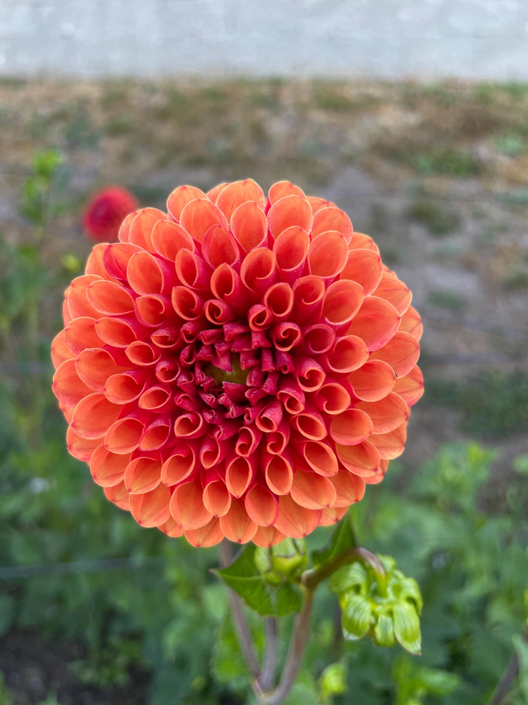 Valley Rust Bucket -- DAHLIA TUBER - Etsy