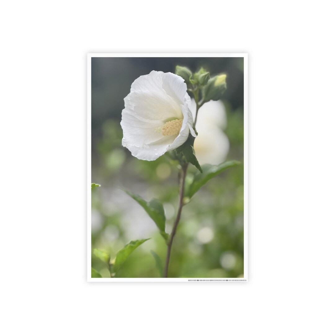 White Hibiscus Photo Poster | Gloss Poster Print, Botanical Wall Art - Etsy