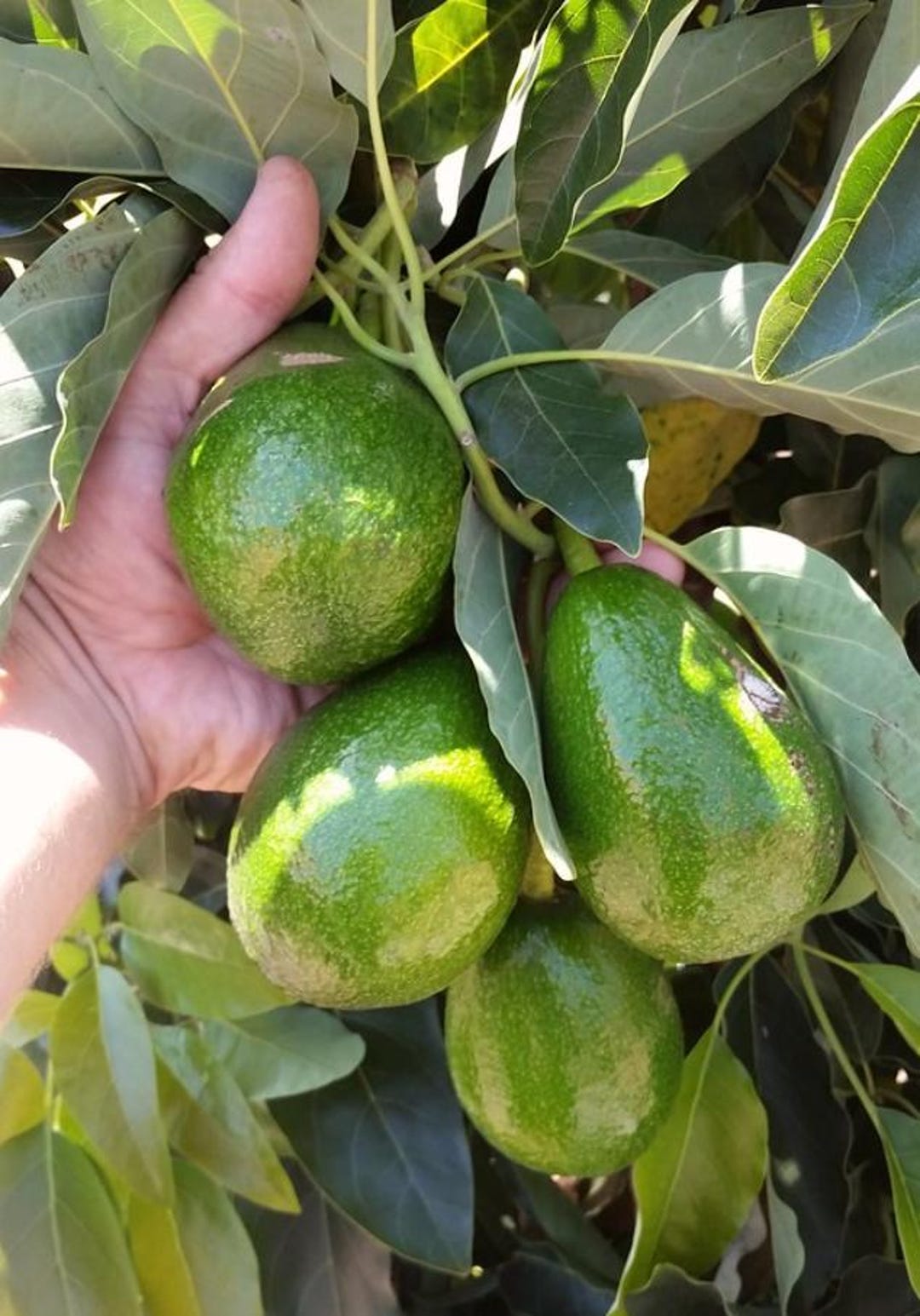 Live Avocado “sir Prize” Plant – 1–2 Ft Tall – 3 Gallon Pot – Cold ...