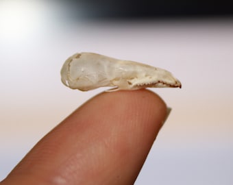 Rodent Skeleton | Etsy