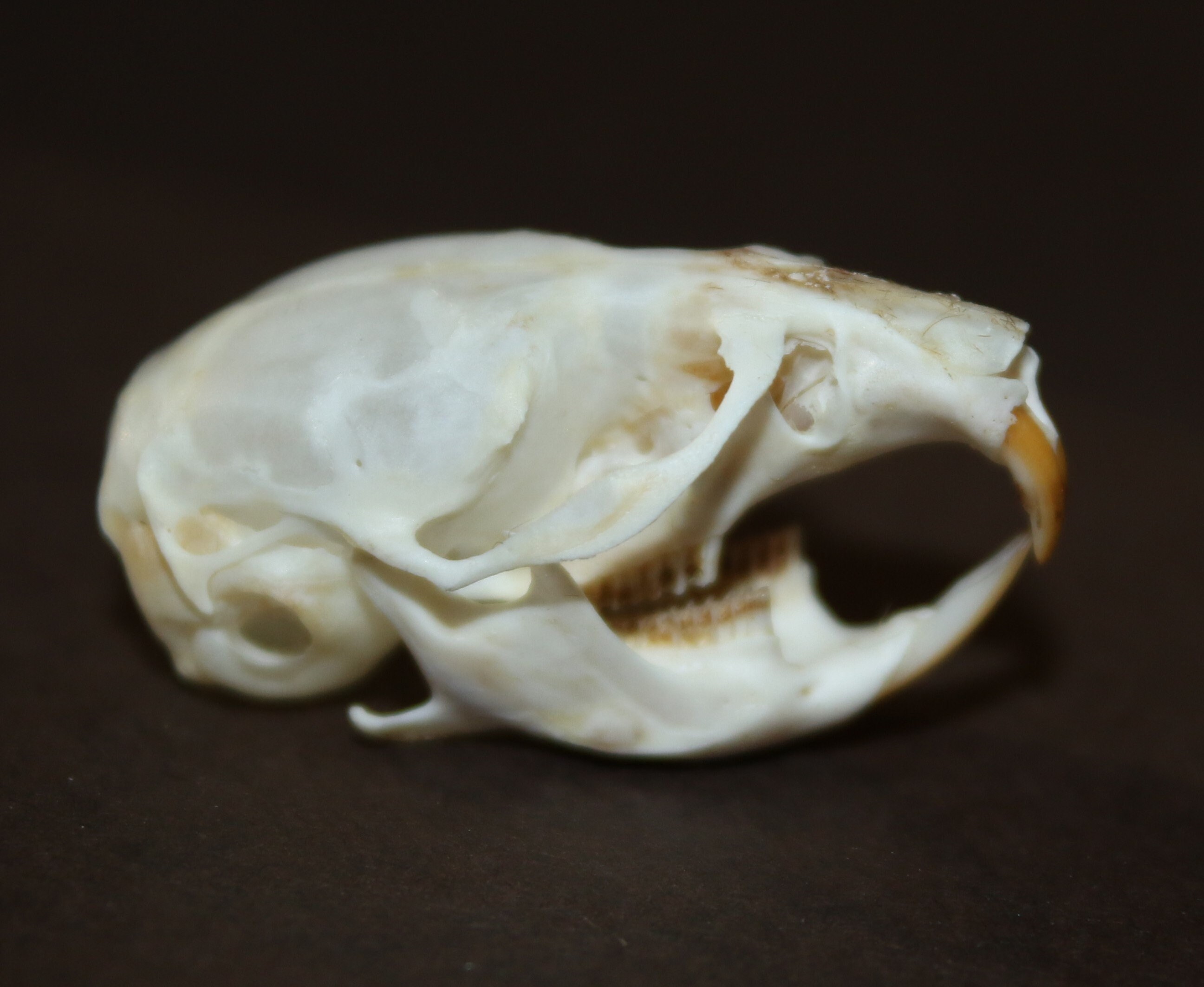 Meadow Vole Skull