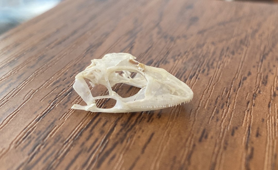 Gecko Skull Lizard Reptile Taxidermy Pet Skeleton Death Tokay - Etsy