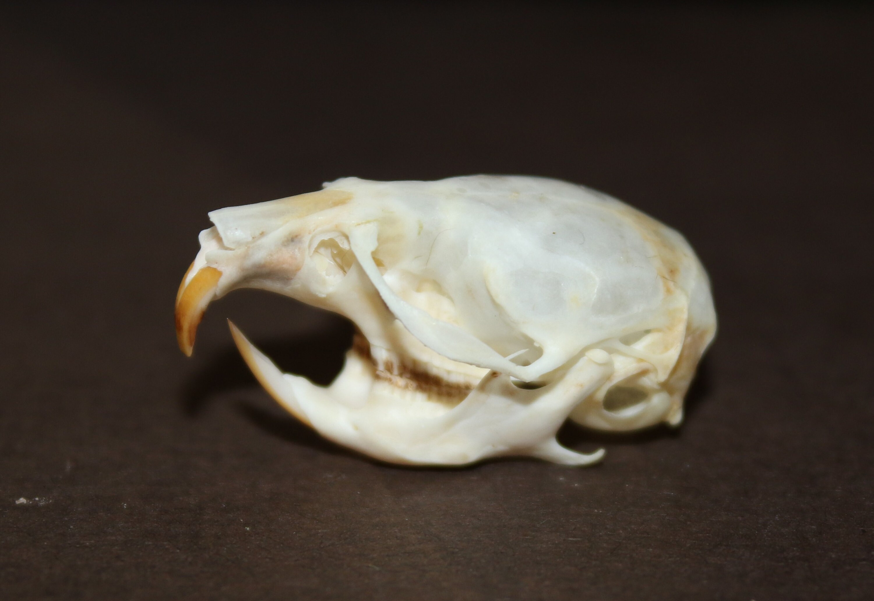 Vole Skull