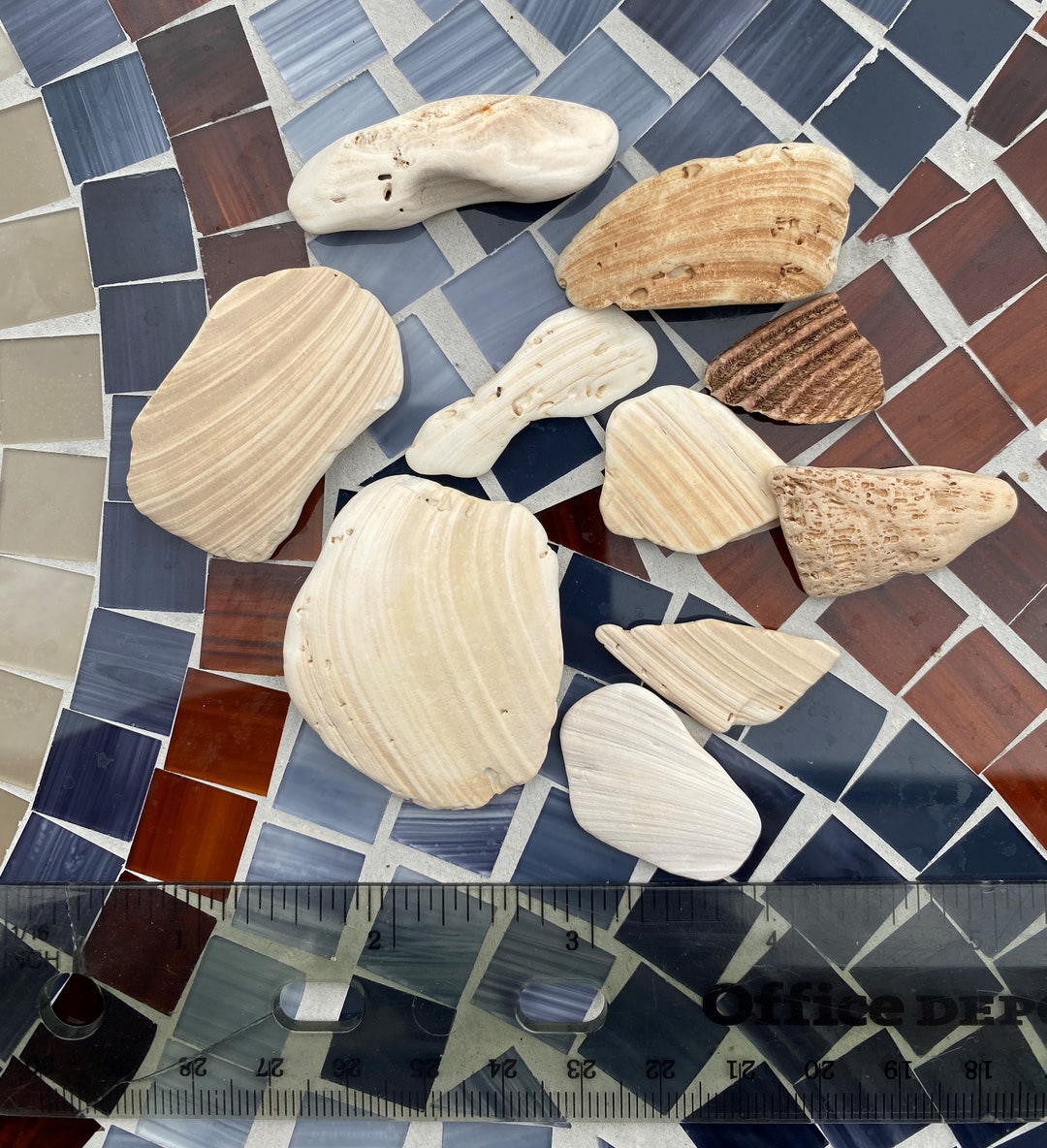 Ten Surf Worn Alaska Beach Shells for Jewelry Bead Ocean Sea Clam - Etsy