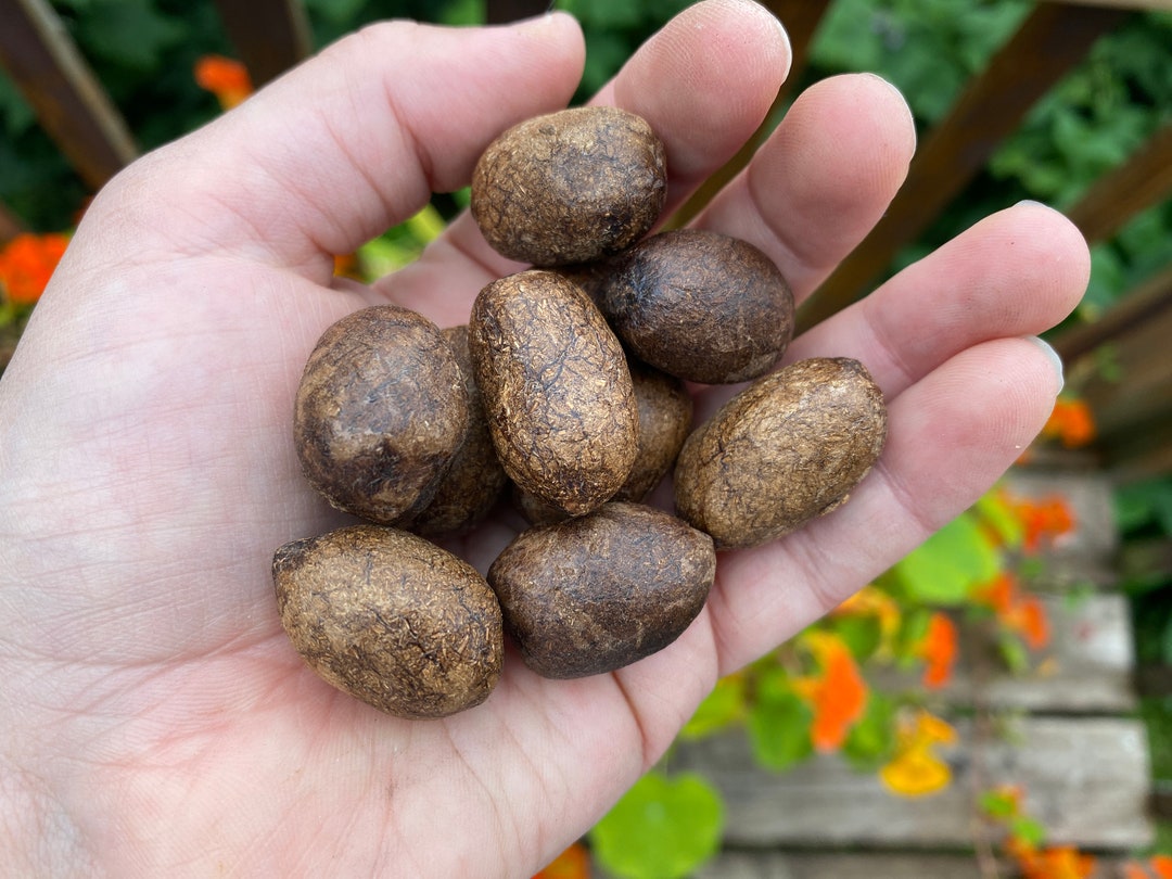 REAL Alaska Moose Poop Turds Fairbanks Interior Winter Nuggets for ...