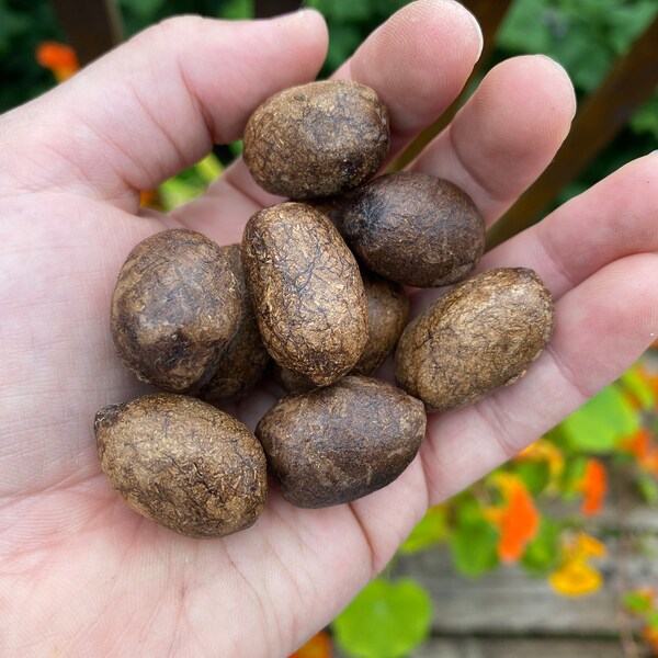 Alaskan Moose - Etsy