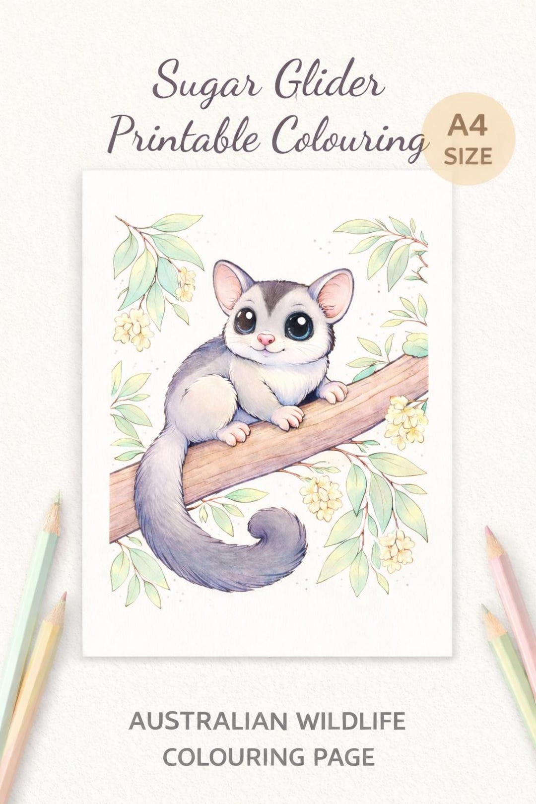 Sugar Glider Colouring Page • Australian Animals Printable • Kids ...