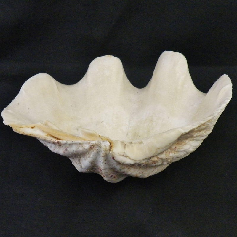 Clam Shell Bowl - Etsy