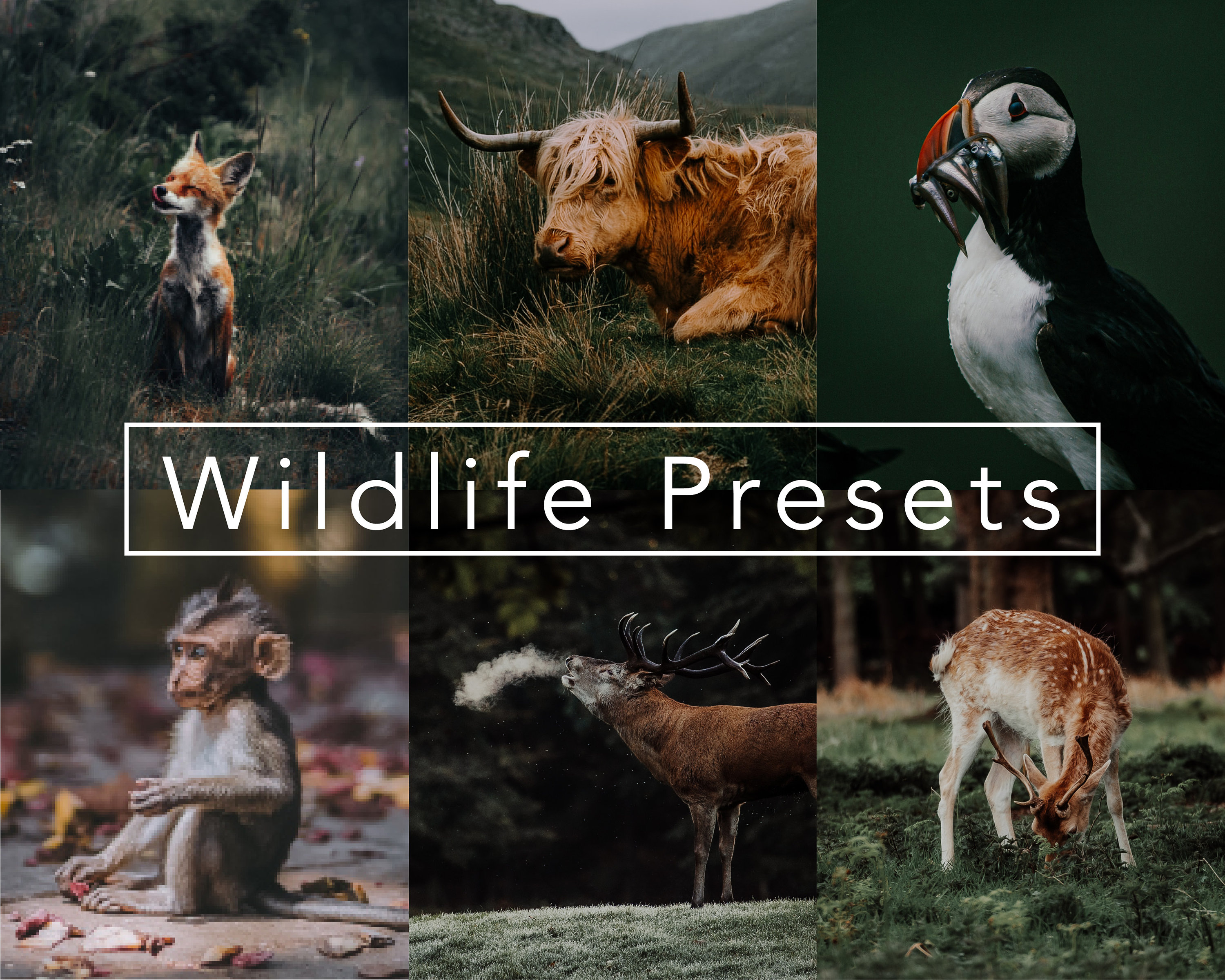 10 Wildlife Lightroom Presets Mobile Presets And Desktop Etsy Uk