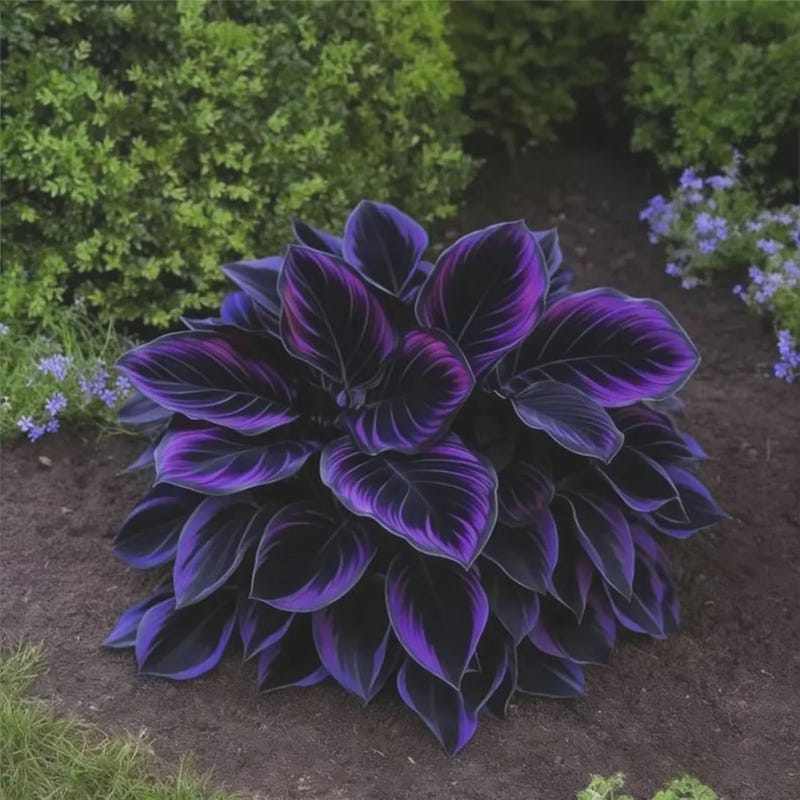 Black and Purple Hosta - Etsy